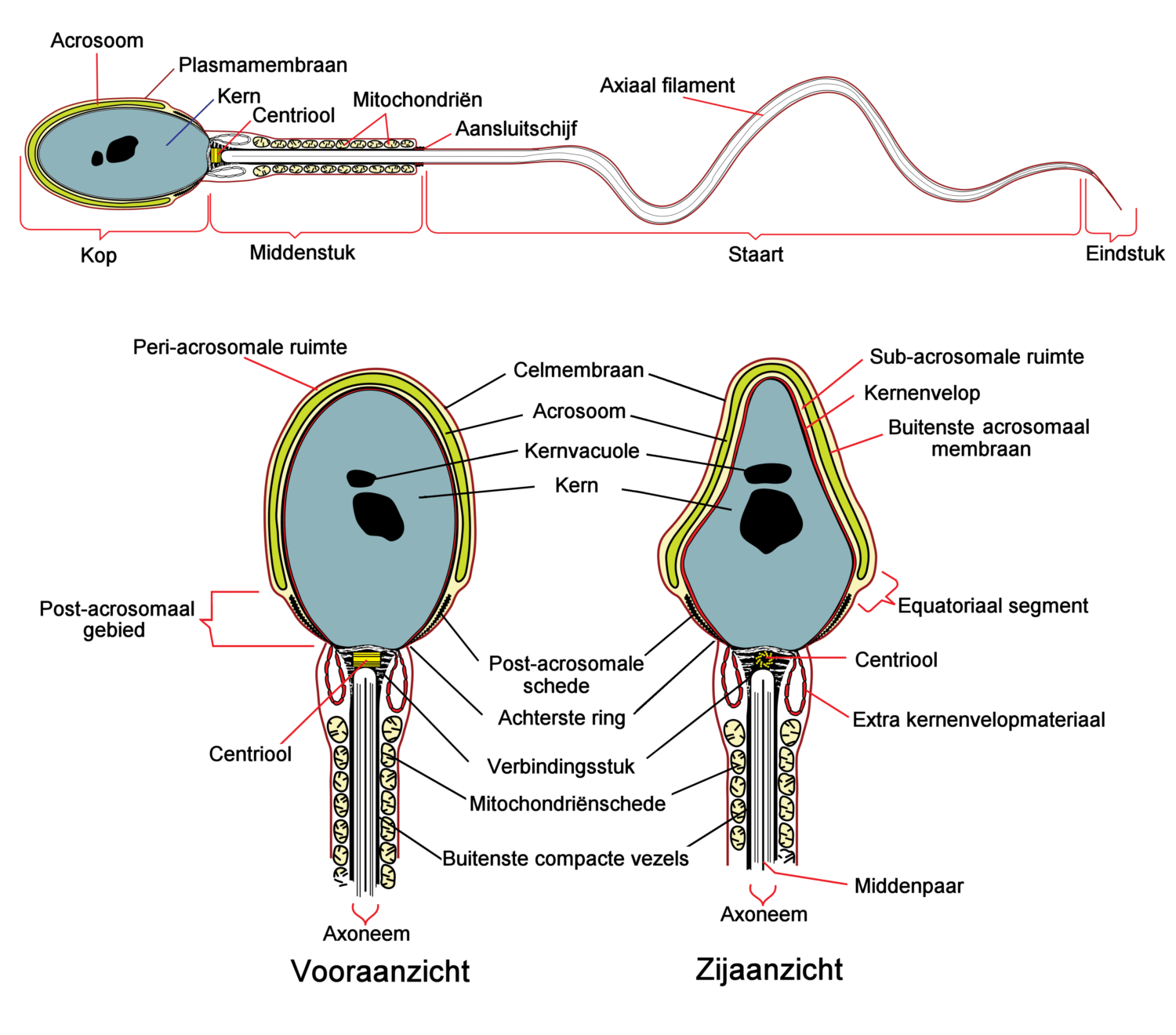 sperma ,zaadcellen en zaadvocht,