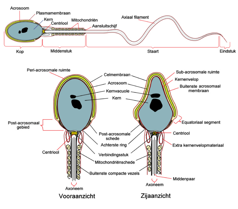 sperma ,zaadcellen en zaadvocht,